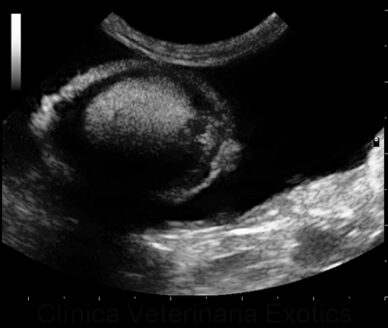 Caso clínico de radiografía, ecografía y endoscopia en tortuga